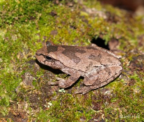 Pine Woods Treefrog | NC Wildlife